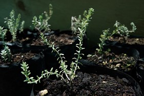 Rare Plant Project - Motuihe Island Restoration Trust